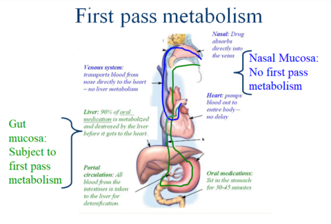 Not Just a Single Squirt: Understanding Nasal Drug Delivery - EMS Airway