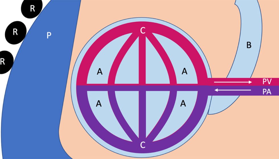 The Ps and Es of Pulmonary Pathophysiology - EMS Airway