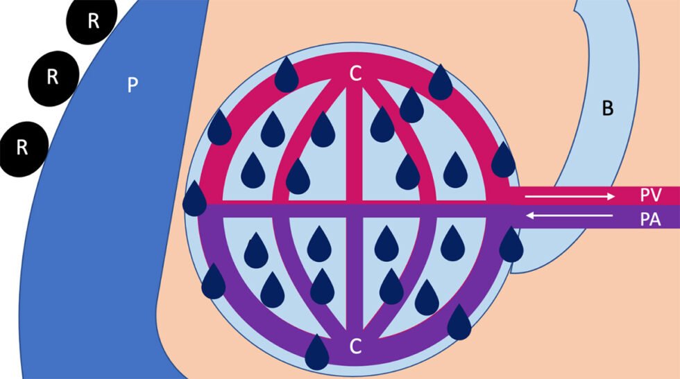 The Ps and Es of Pulmonary Pathophysiology - EMS Airway